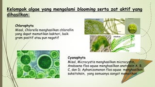 Pertemuan Ke-4 Ekologi Plankton.pptx