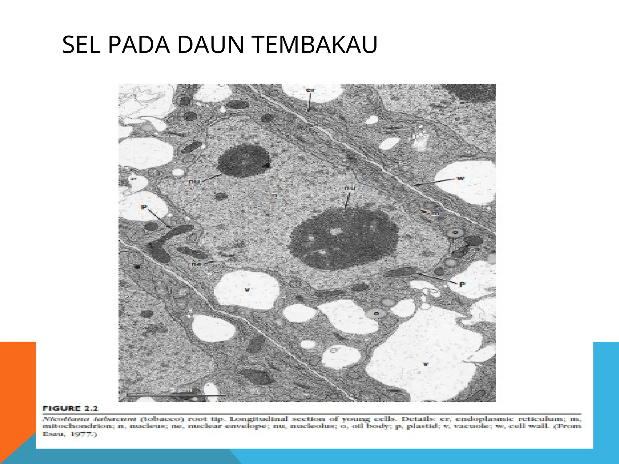 Slide mata kuliah Pertemuan ke 2 Sel tumbuhan.ppt