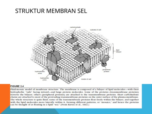 Slide mata kuliah Pertemuan ke 2 Sel tumbuhan.ppt