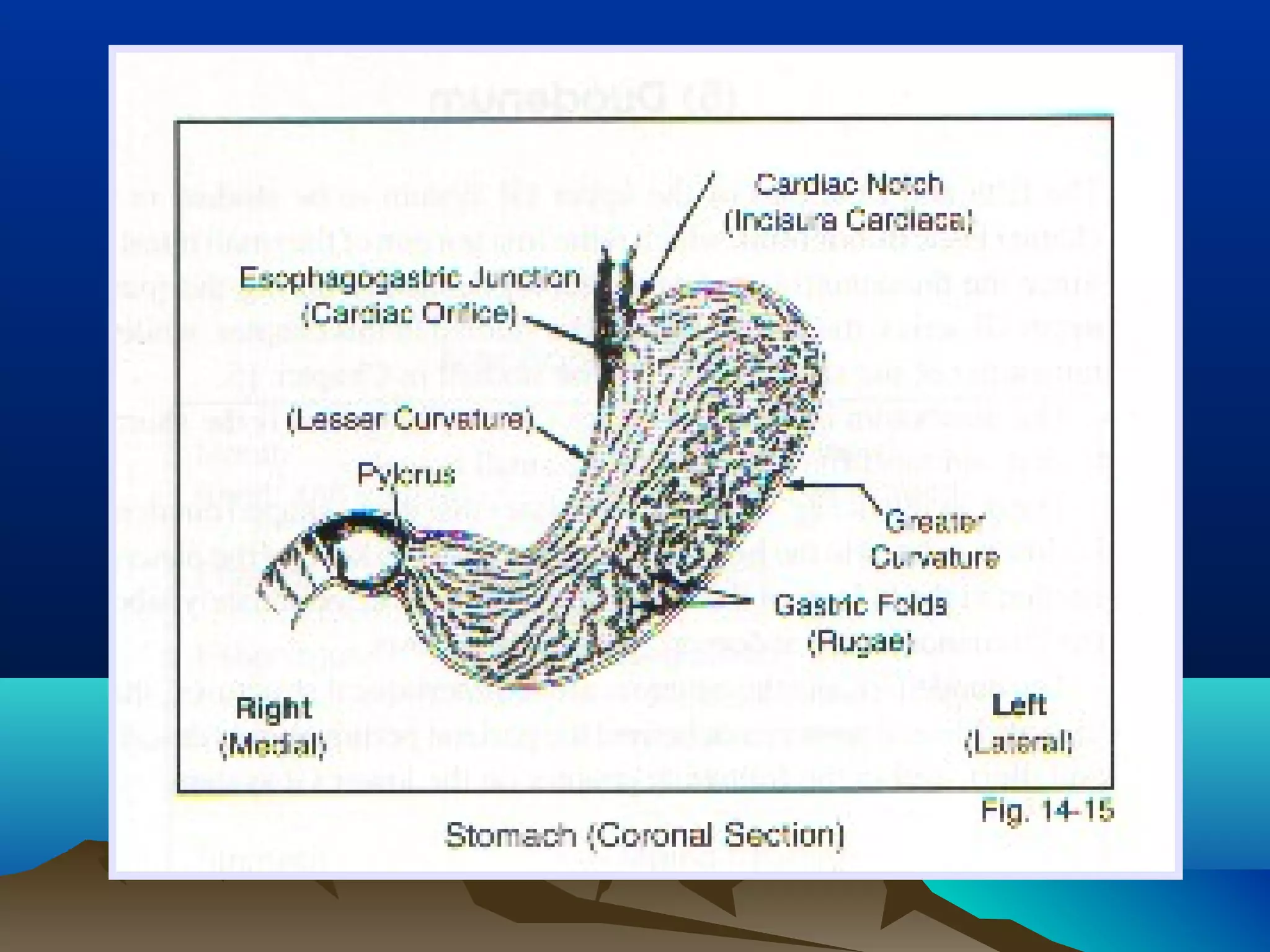 anatomi tractus digestivus | PPT