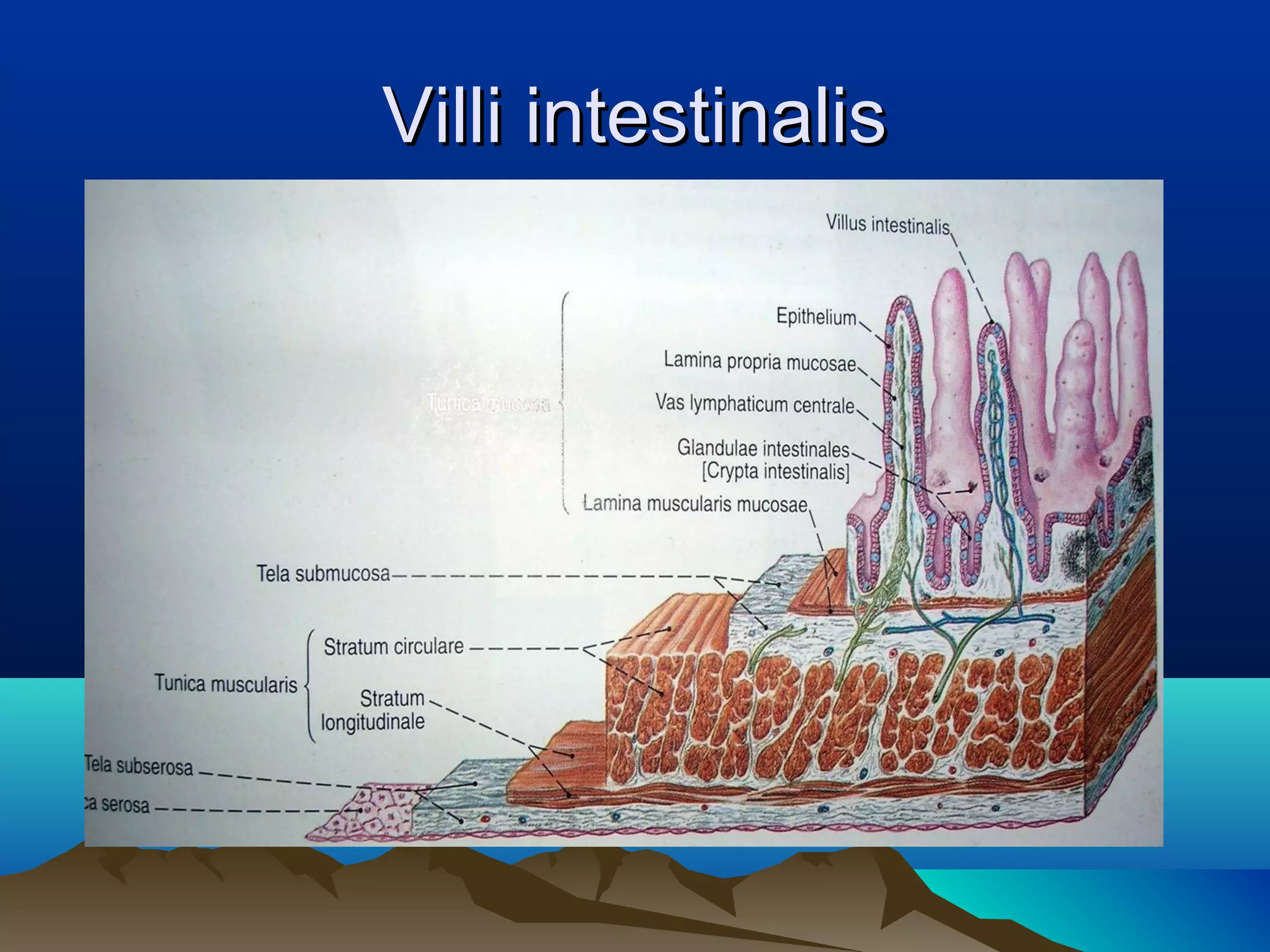 anatomi tractus digestivus | PPT