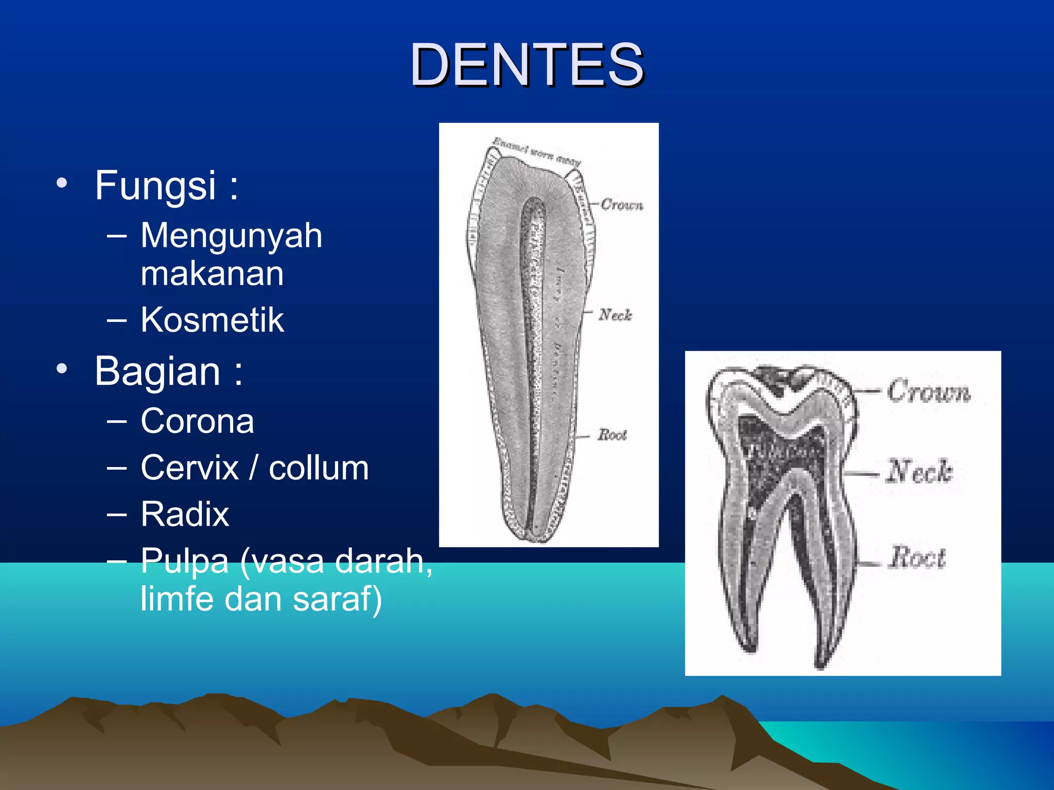 anatomi tractus digestivus | PPT