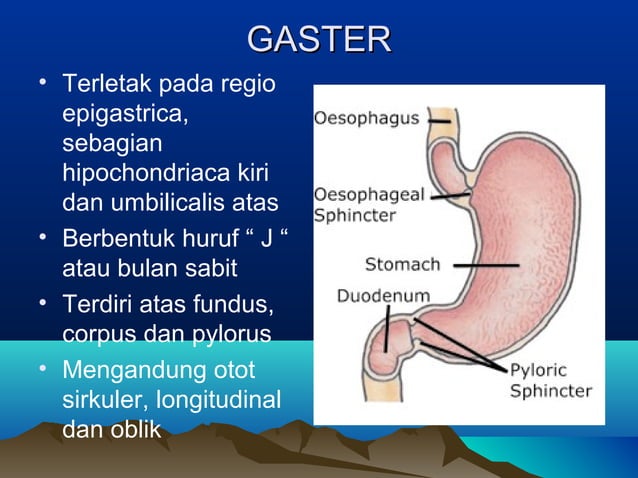 anatomi tractus digestivus | PPT