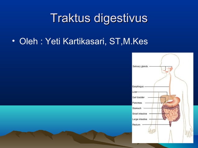 anatomi tractus digestivus | PPT
