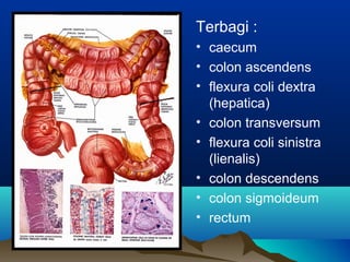 anatomi tractus digestivus | PPT