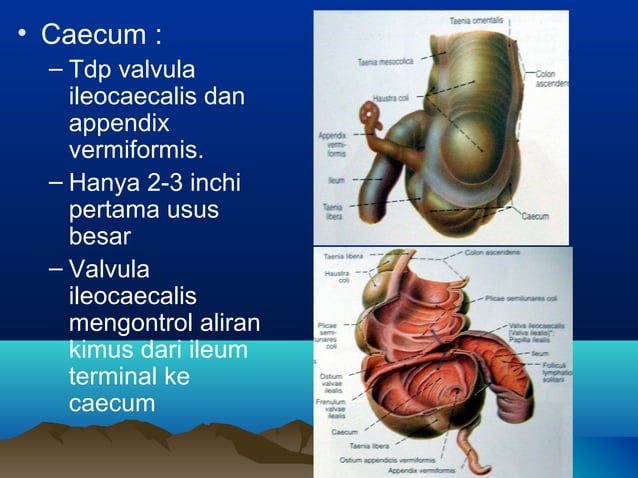 anatomi tractus digestivus | PPT