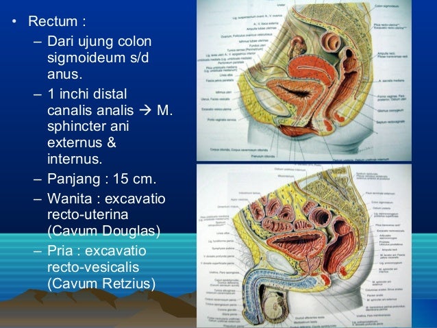 anatomi tractus digestivus