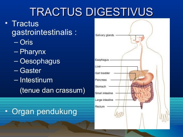 anatomi tractus digestivus