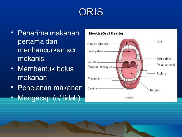 anatomi tractus digestivus