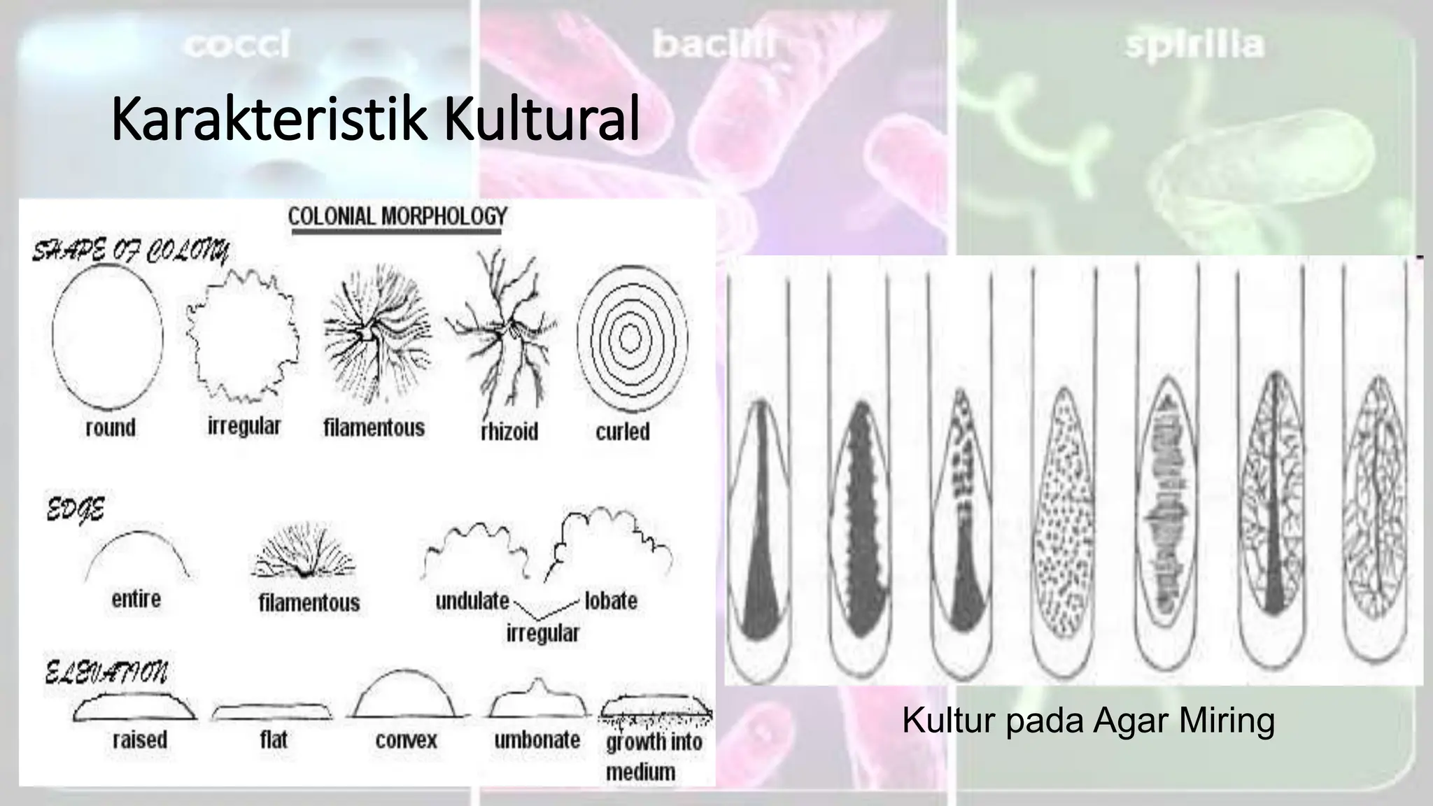 Pertemuan ke 4 dan 5 ISOLASI_DAN_IDENTIFIKASI_BAKTERI.ppt