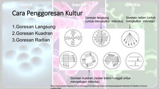 Pertemuan ke 4 dan 5 ISOLASI_DAN_IDENTIFIKASI_BAKTERI.ppt