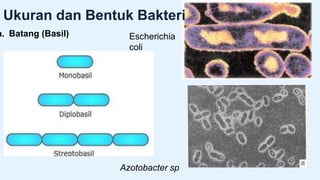 eubacteria and archaebacteria | PPTX