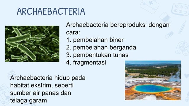 eubacteria and archaebacteria | PPT