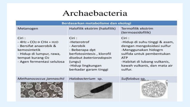 eubacteria and archaebacteria | PPT
