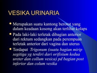 anatomi sistema urinaria | PPT