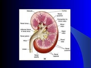 anatomi sistema urinaria | PPT