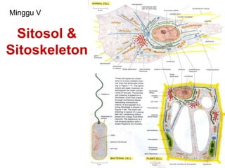 Pertemuan XI 05 Sitosol & sitskeleton Bu Endang Semi.ppt