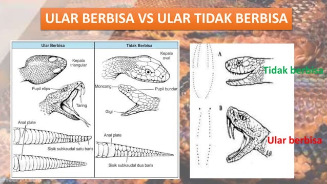 pertolongan pertama bisa ular.pptx