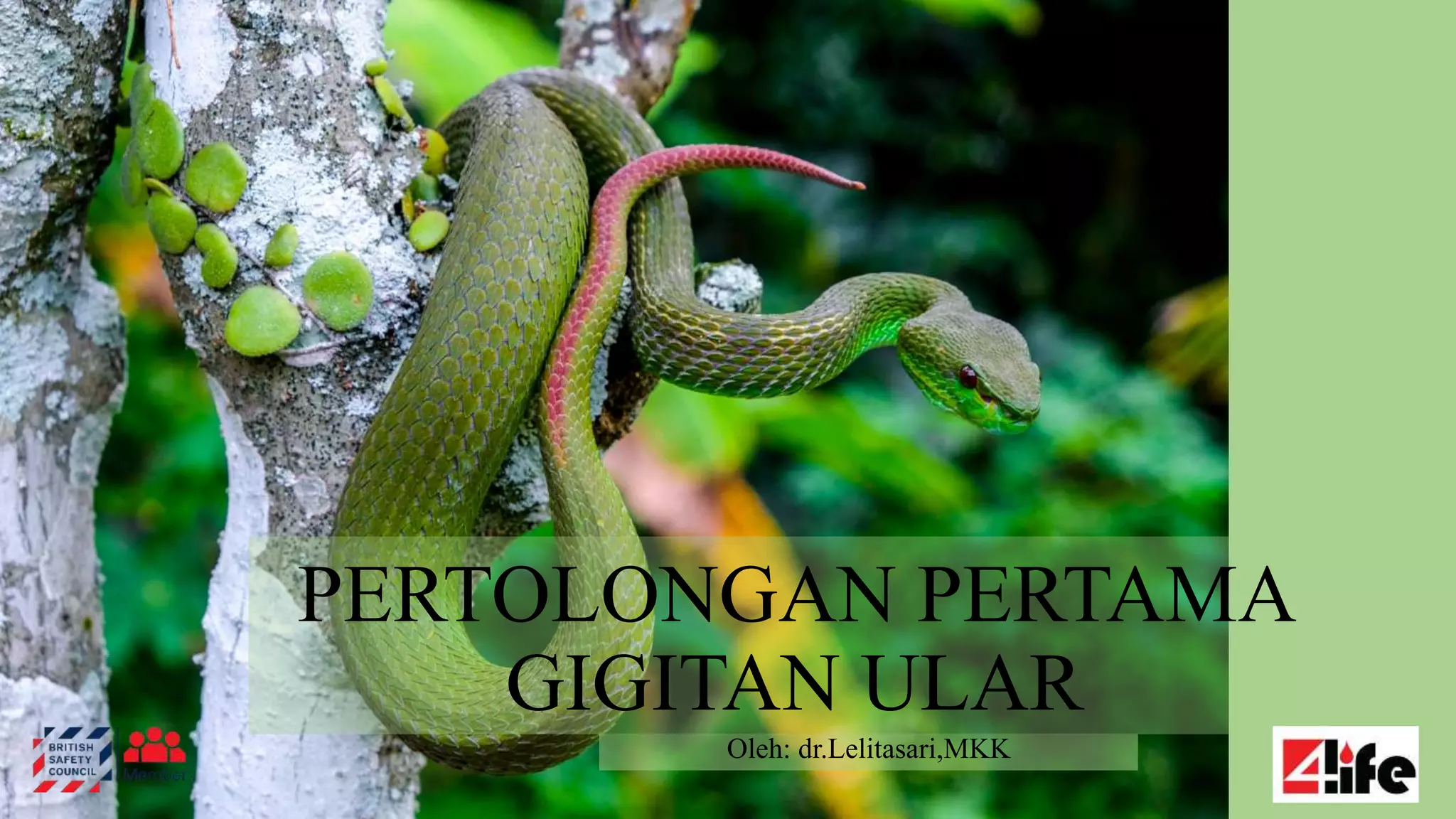 PERTOLONGAN PERTAMA GIGITAN ULAR.pptx