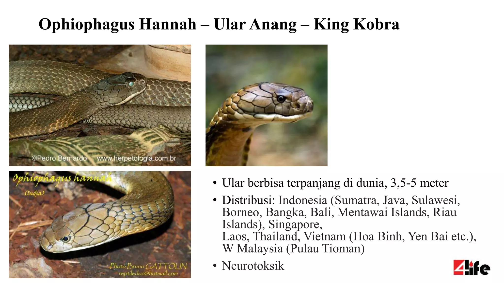 PERTOLONGAN PERTAMA GIGITAN ULAR.pptx