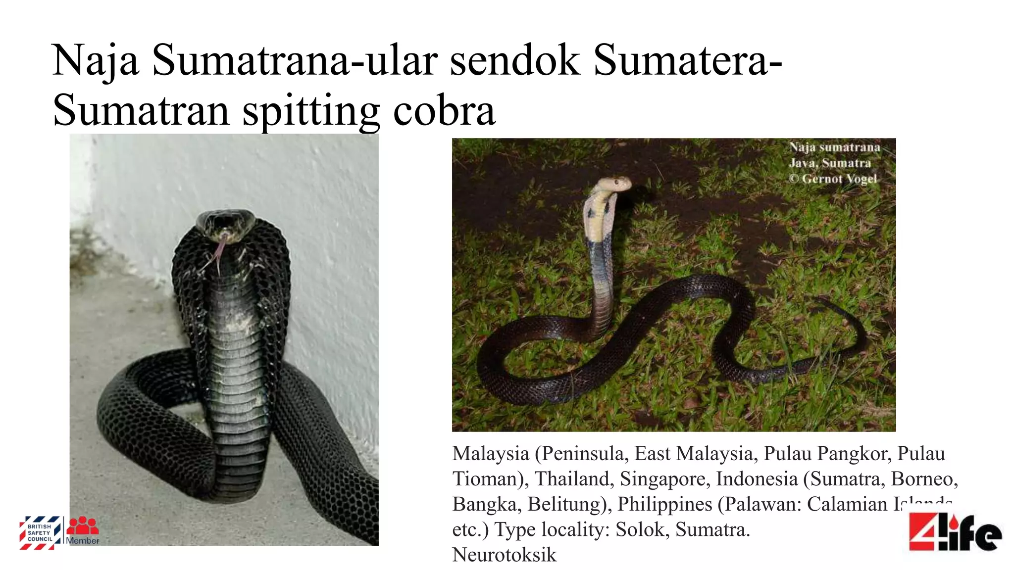 PERTOLONGAN PERTAMA GIGITAN ULAR.pptx