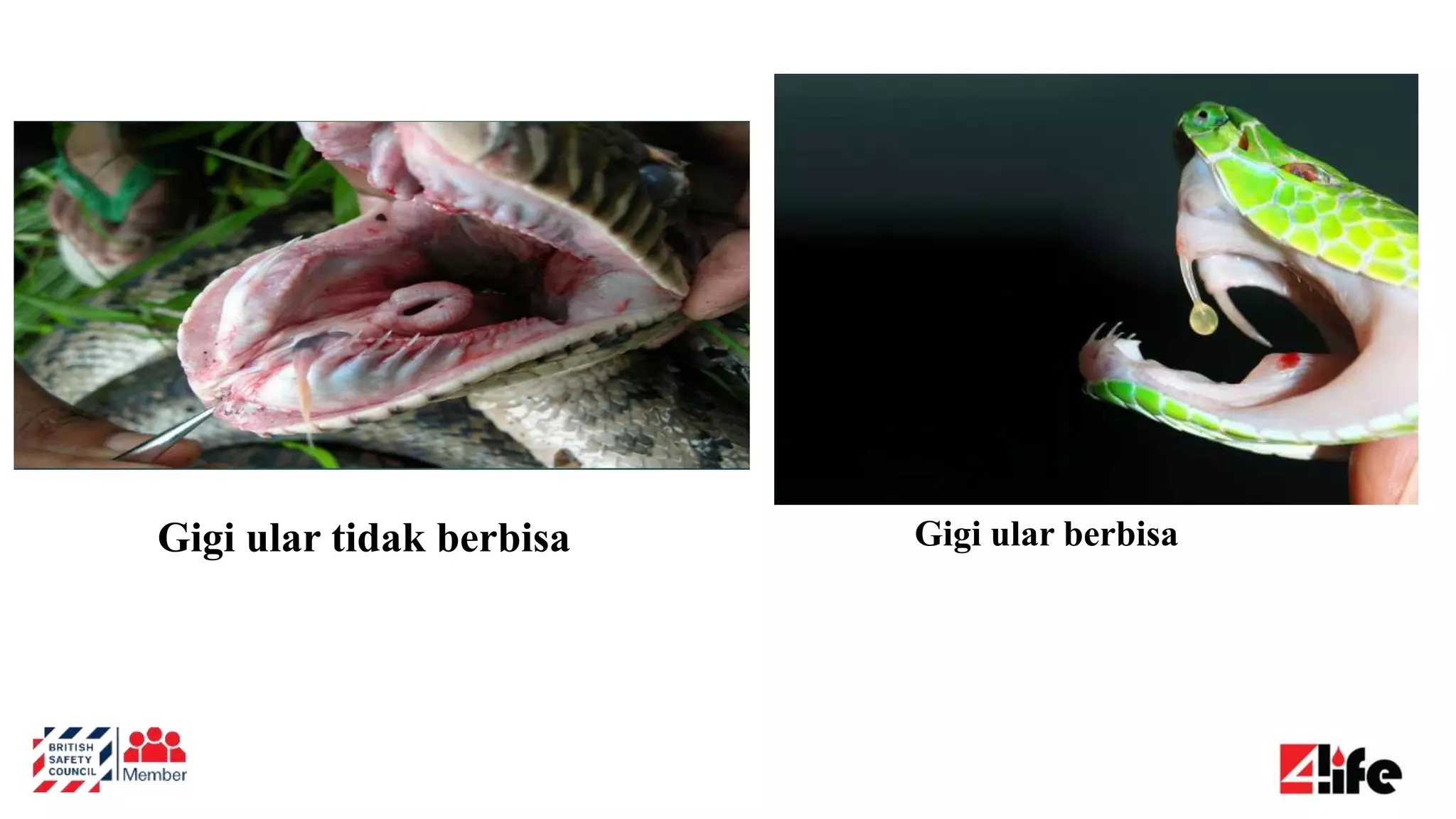 PERTOLONGAN PERTAMA GIGITAN ULAR.pptx