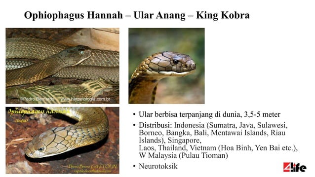 PERTOLONGAN PERTAMA GIGITAN ULAR.pptx