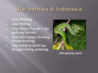 Pertolongan pertama pada gigitan ular | PPTX