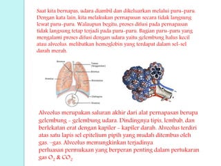fisiologi hewan Pertukaran gas fiswan | PPTX