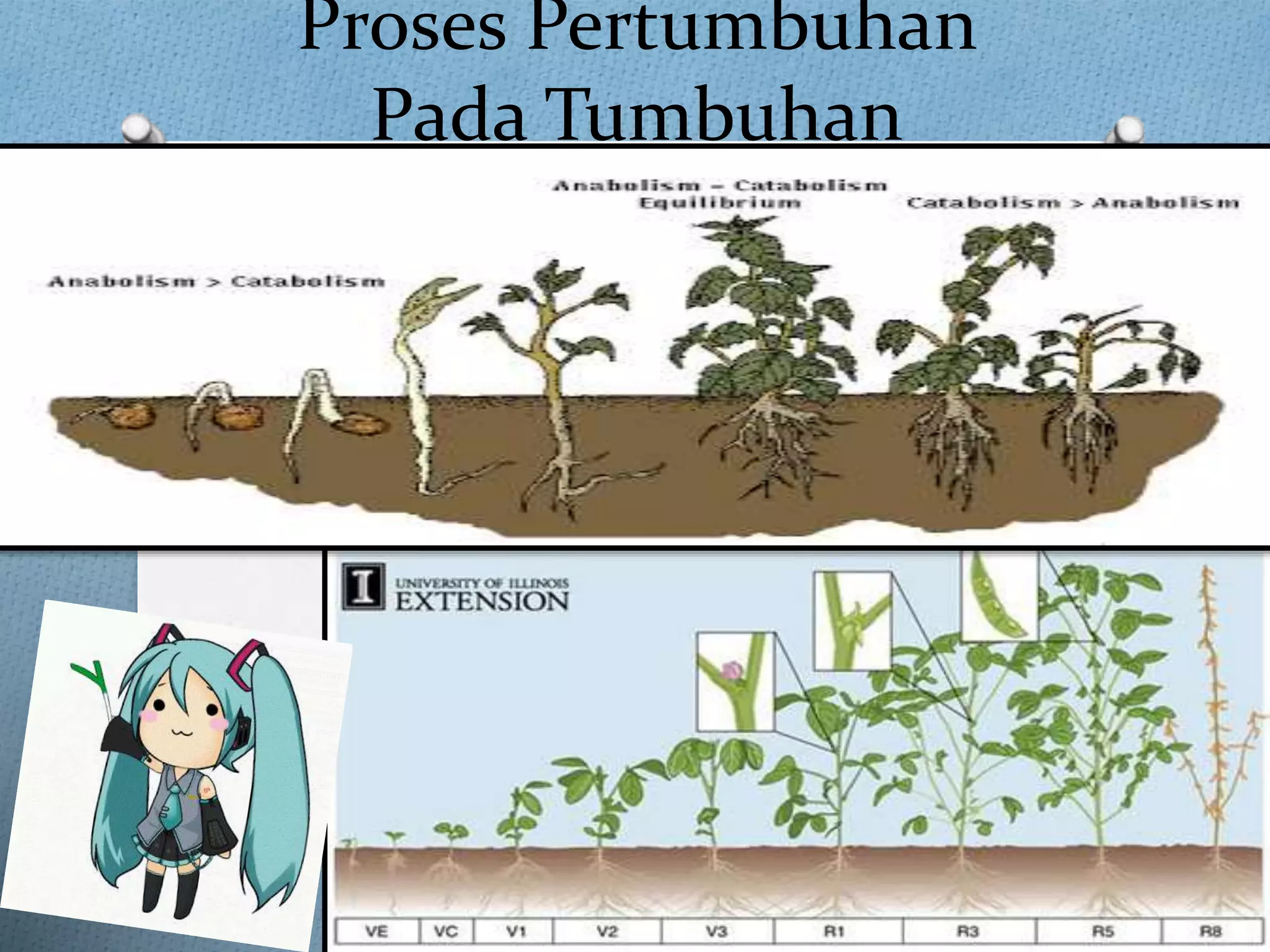 Pertumbuhan | PPTX
