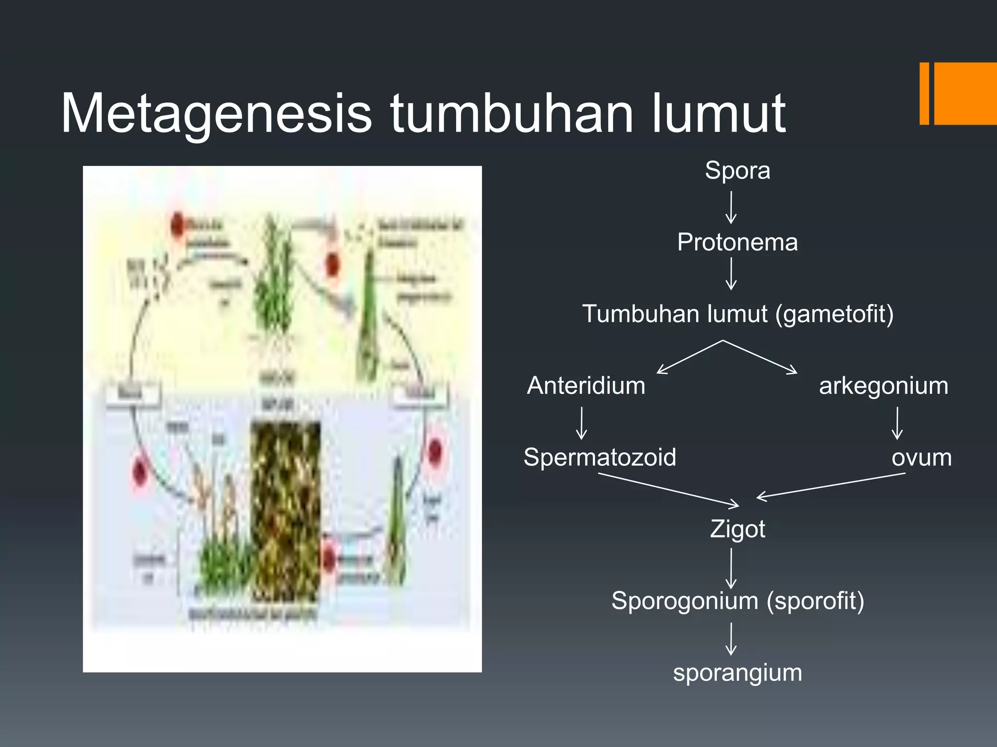 pertumbuhan-dan-perkembangan-tumbuhan-2-smp.ppt