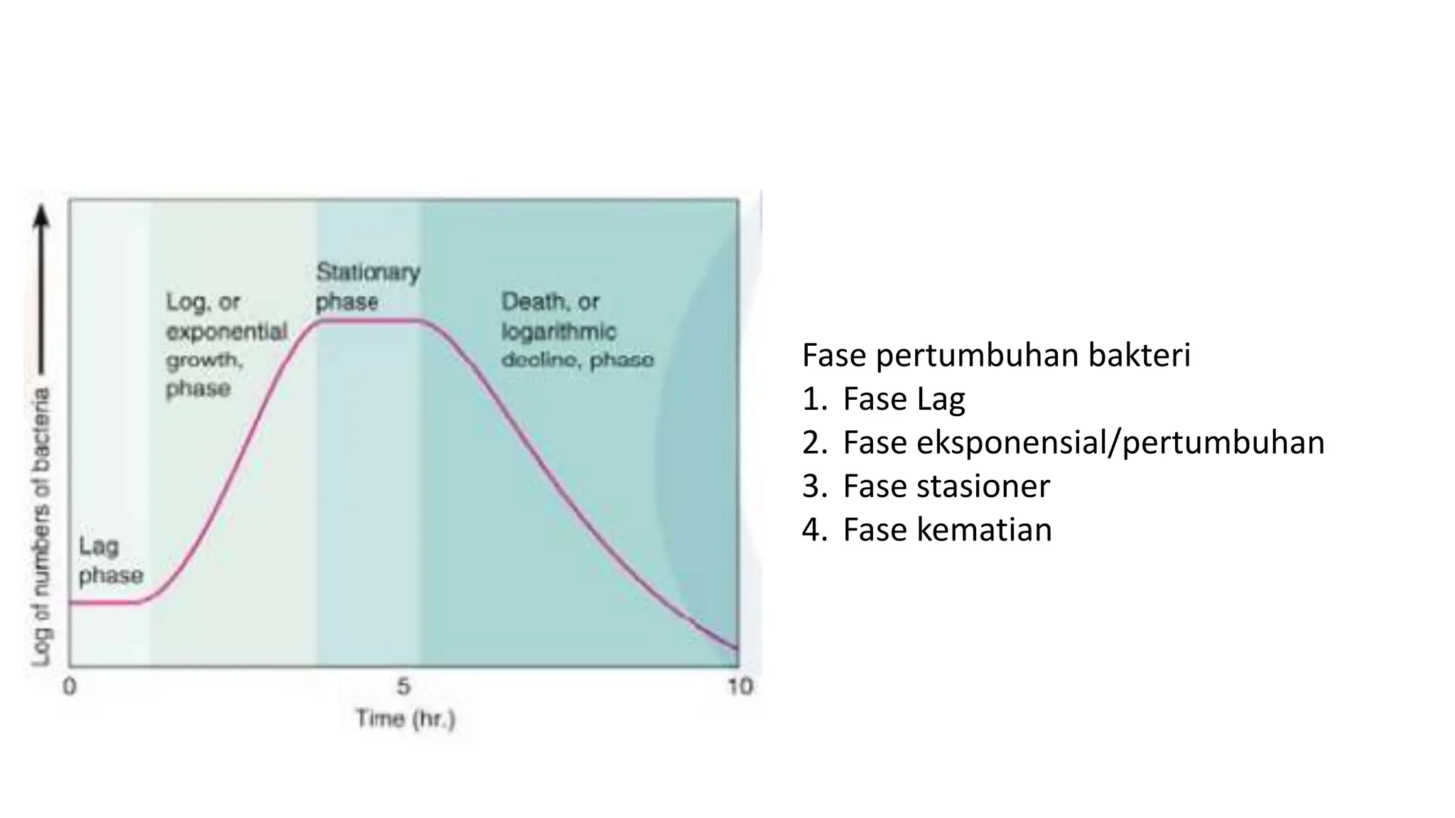 Pertumbuhan bakteri Pertumbuhan bakteri Pertumbuhan bakteri Pertumbuhan ...