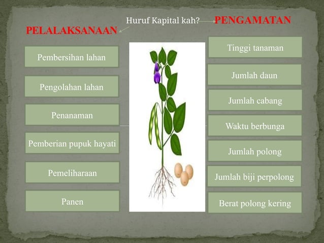 PERTUMBUHAN DAN HASIL TANAMAN KEDELAI (Glycine max.pptx