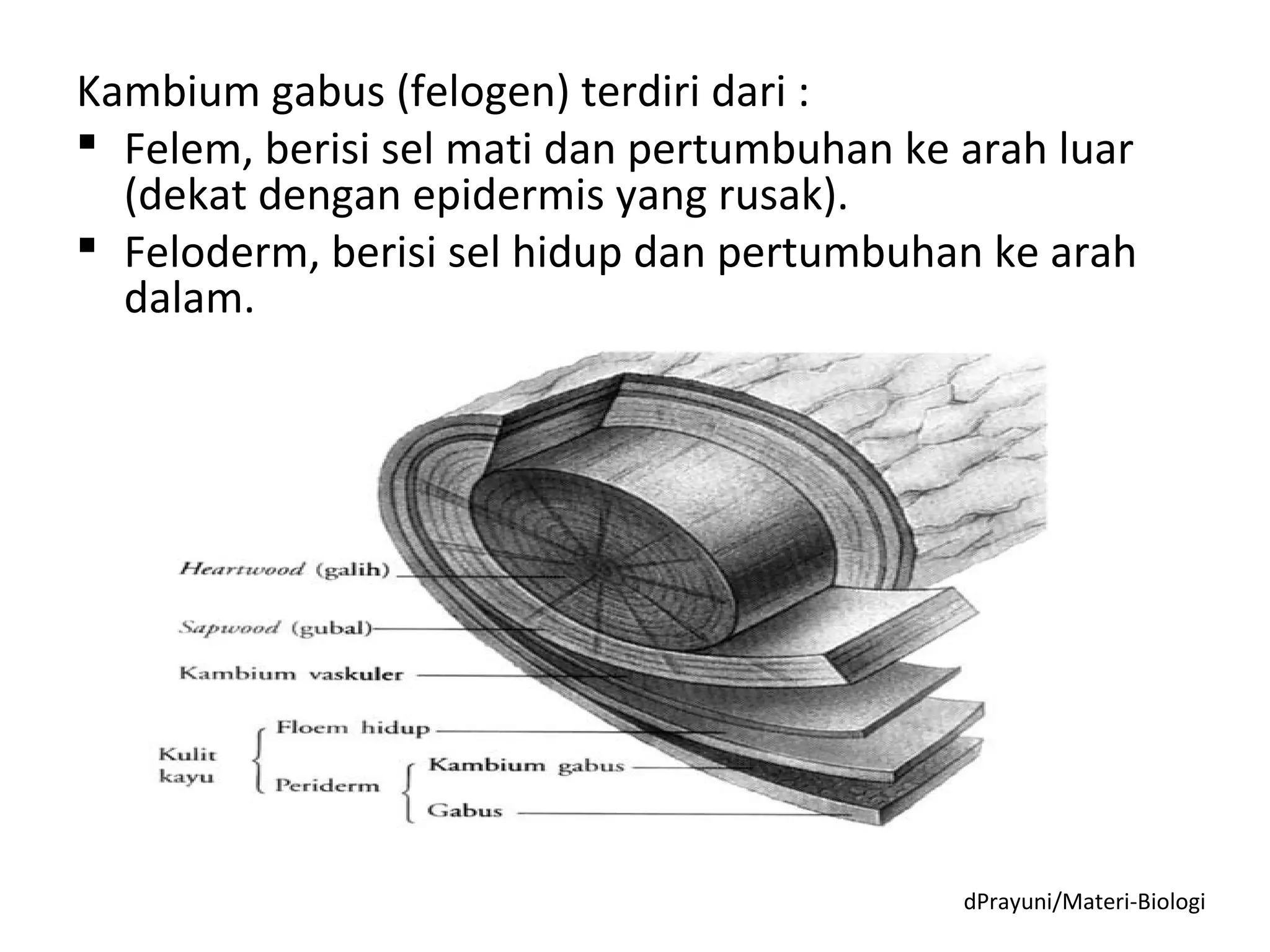 Pertumbuhan dan perkembangan | PPT