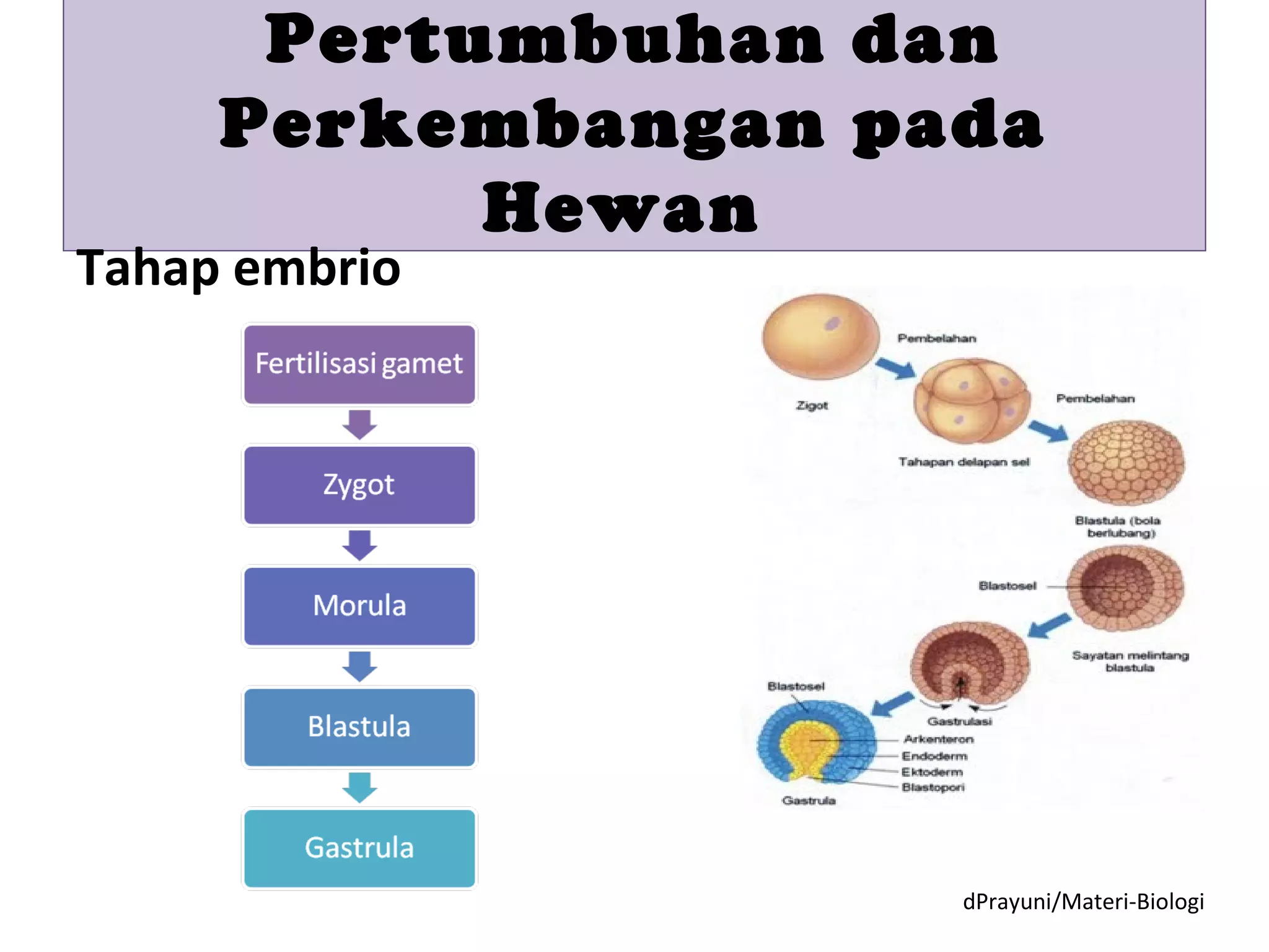 Pertumbuhan dan perkembangan | PPT