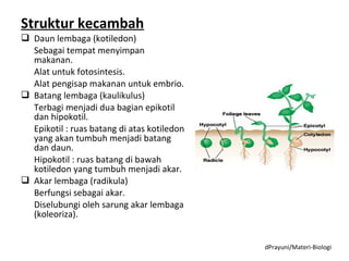 Pertumbuhan dan perkembangan | PPT