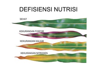 Pertumbuhan dan perkembangan | PPT