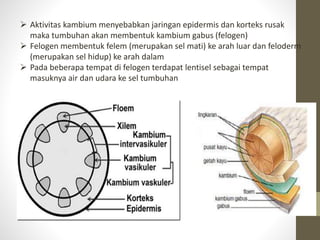 Pertumbuhan dan perkembangan | PPTX
