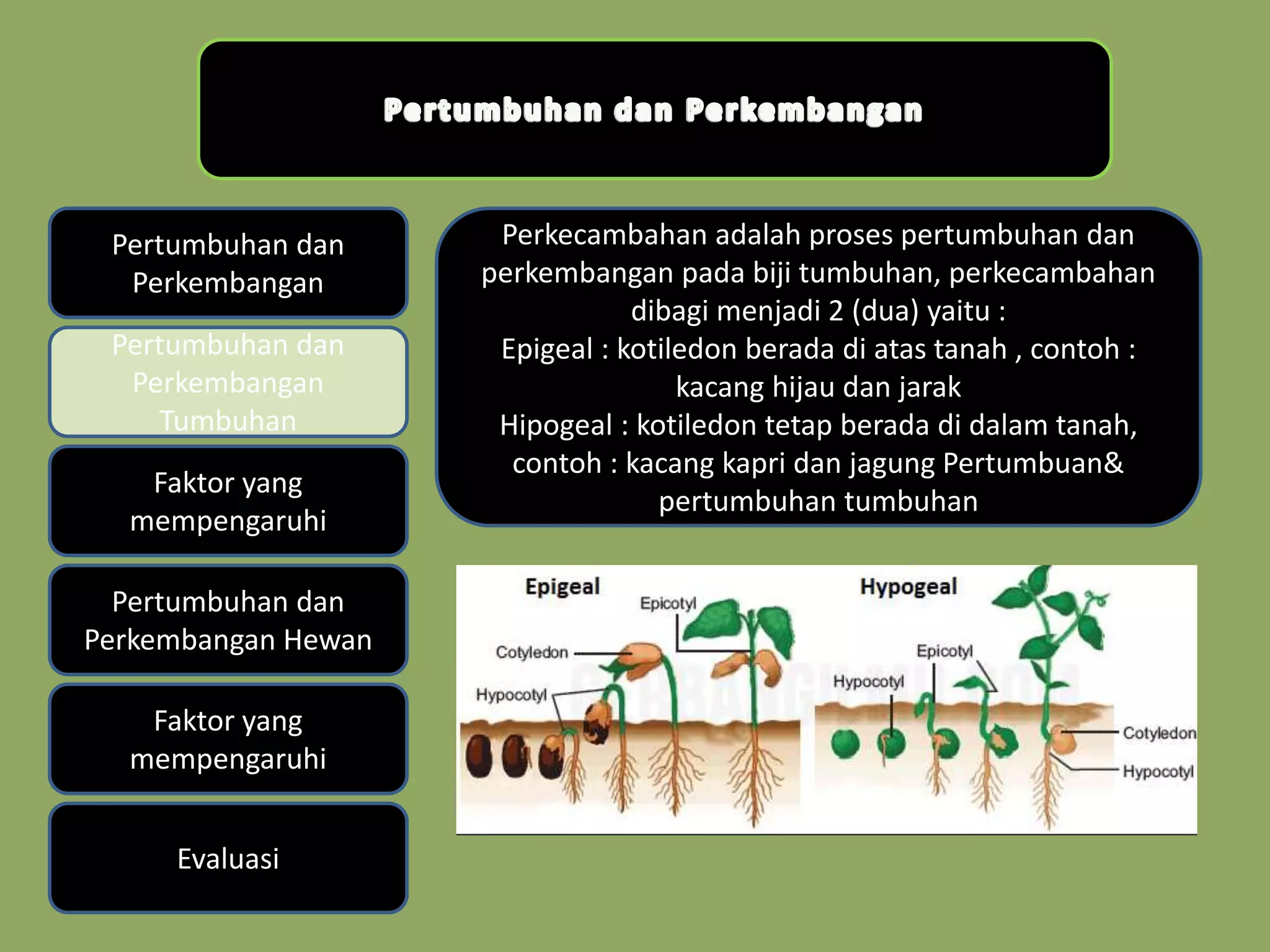 Pertumbuhan dan perkembangan | PPTX