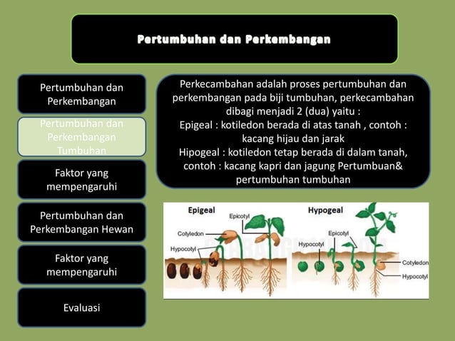 Pertumbuhan dan perkembangan | PPTX