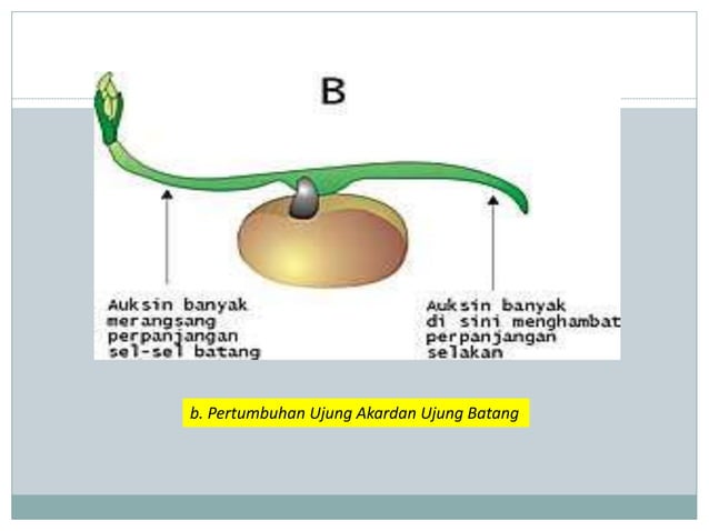 Pertumbuhan_dan_Perkembangan.ppt
