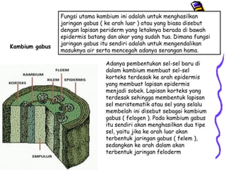 Pertumbuhan dan Perkembangan Makhluk Hidup | PPT