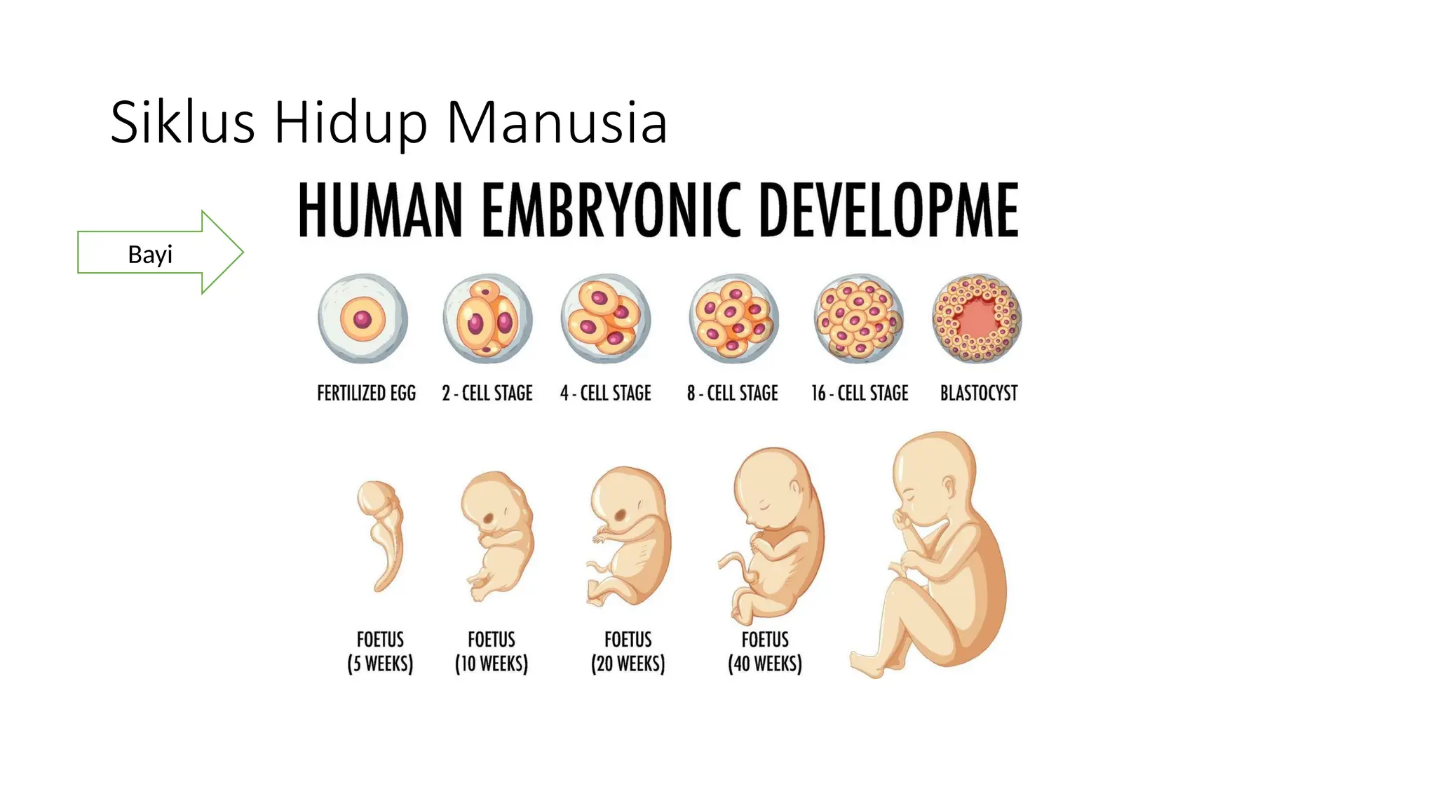 Pertumbuhan dan perkembangan pada manusia | PPT