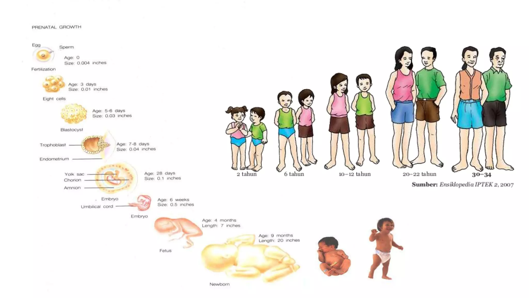 PPT Pertumbuhan dan Perkembangan Anak | PPTX