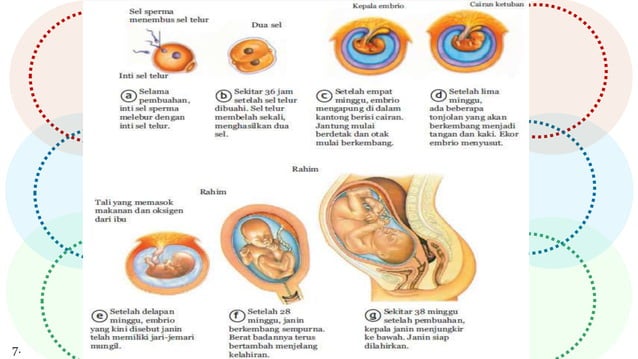 PPT Pertumbuhan dan Perkembangan Anak | PPTX