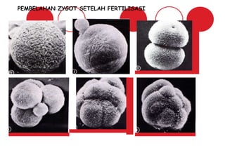 Pertumbuhan dan perkembangan hasil konsepsi | PPT