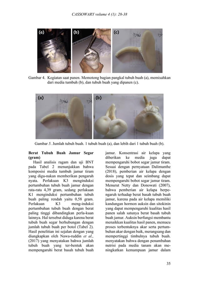 Pertumbuhan dan perkembangan Jamur Tiram Putih (Pleurotus ostreatus ...