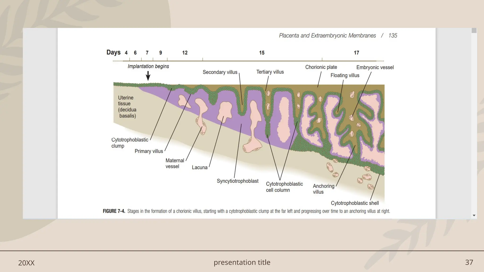 Pertumbuhan dan Perkembangan Janin normal | PPTX
