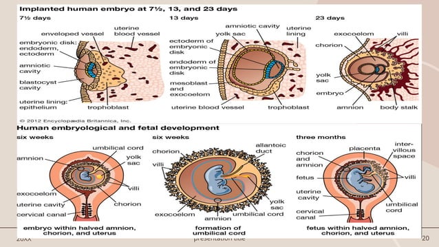 Pertumbuhan dan Perkembangan Janin normal | PPTX