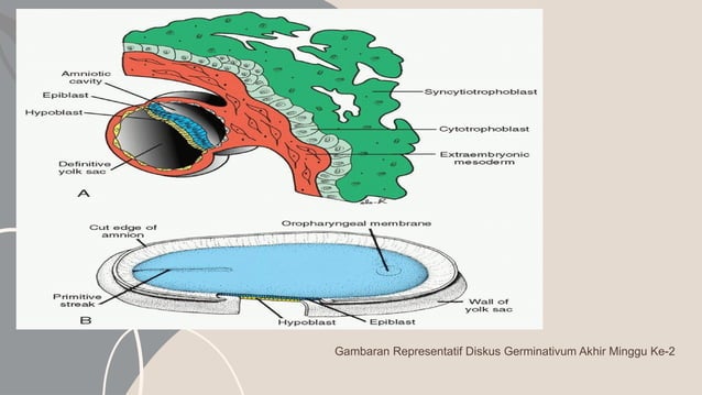 Pertumbuhan dan Perkembangan Janin normal | PPTX